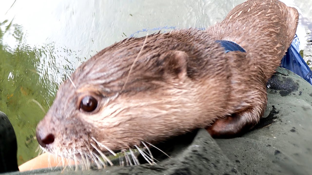 Teaching an otter how to swim in a river, intermediate level. [Otter ...