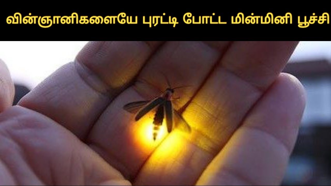 உலகில் மிகவும் அதிசயமான மின்மினி பூச்சி | World most Amazing firefly ...