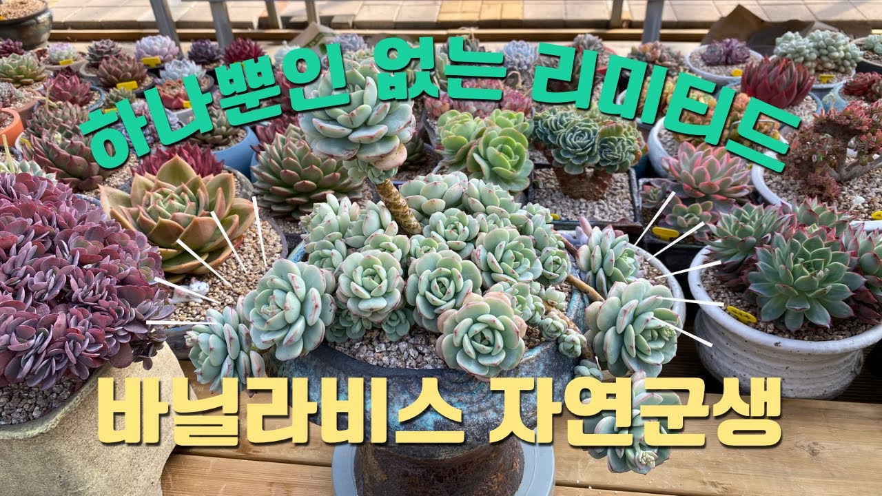 대품바닐라비스리미티드바닐라비스자연군생블랙퀸다육다육식물다육힐링다육엔풍경바닐라비스자연군생 Youtube
