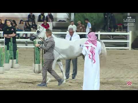 N 61 ASEEL AL ALI KEE 2025 Kuwait Egyptian Event Junior Fillies Section ...