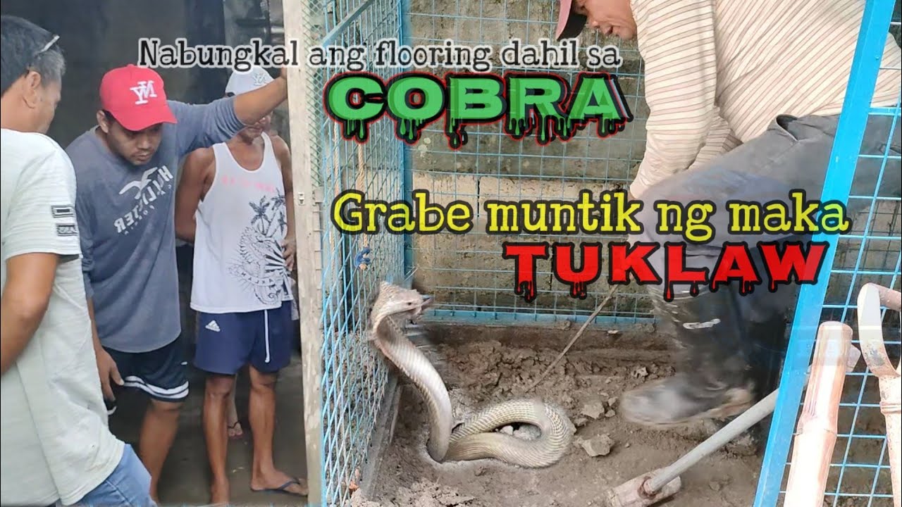 Grabe muntik ng maka tuklaw | Na bungkal ang flooring dahil sa cobra ...