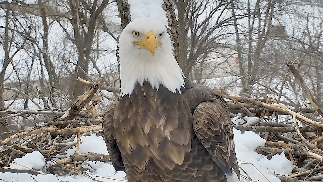Decorah N2B 17/01/26 12:33 Dad delivers wonky stick, portrait - zoom ...