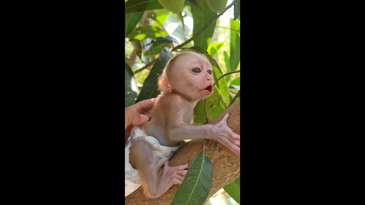 Riko’s Fearful Climb: A Young Monkey’s Struggle to Conquer Her Fears ...