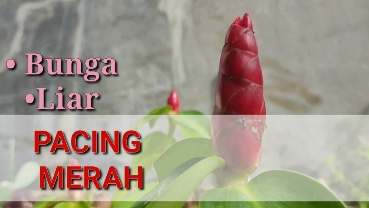 Cara Menanam !! ( STEK BATANG ) Pacing Merah Menggunakan Lidah Buaya ...