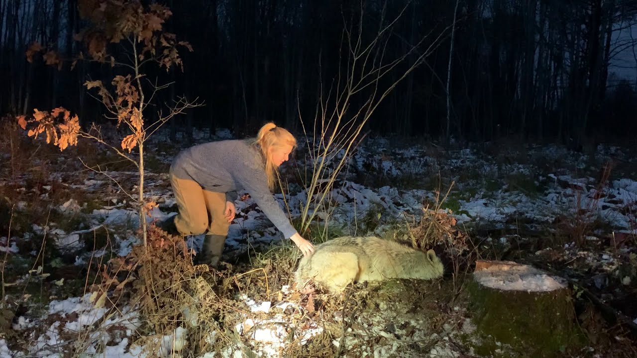 Releasing a Trapped Wisconsin Wolf w/ Hand In Trap Demo - YouTube