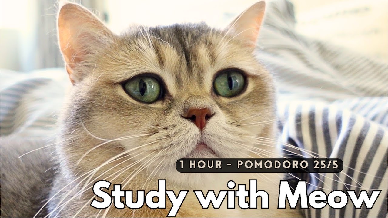 1-Hour Study with Me | Pomodoro 25-5 | Relaxing Music | Stay with Meow ...
