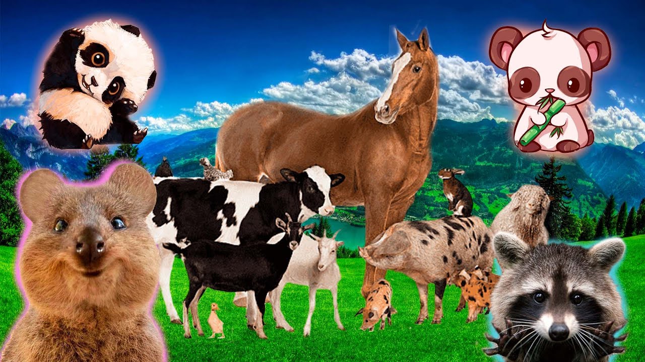 Learn Animals: Cat, Dog, Cow, Chicken, Duck - sounds of real animals ...
