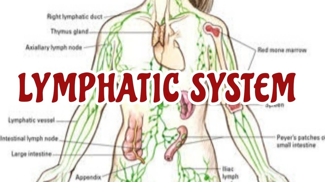 Supplementary Lecture for Lymphatic System - YouTube