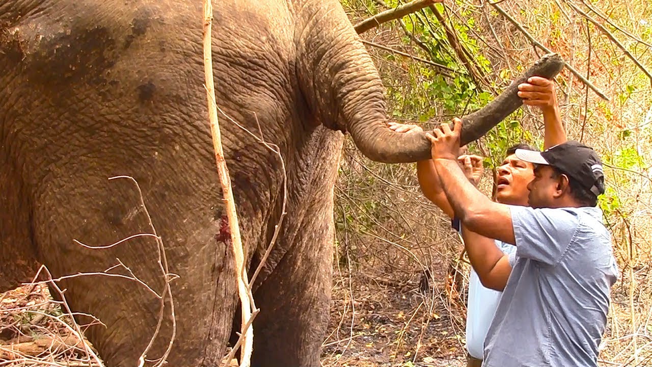 Have You Ever Seen a Treating a wild elephant's tail | Chiropractic ...