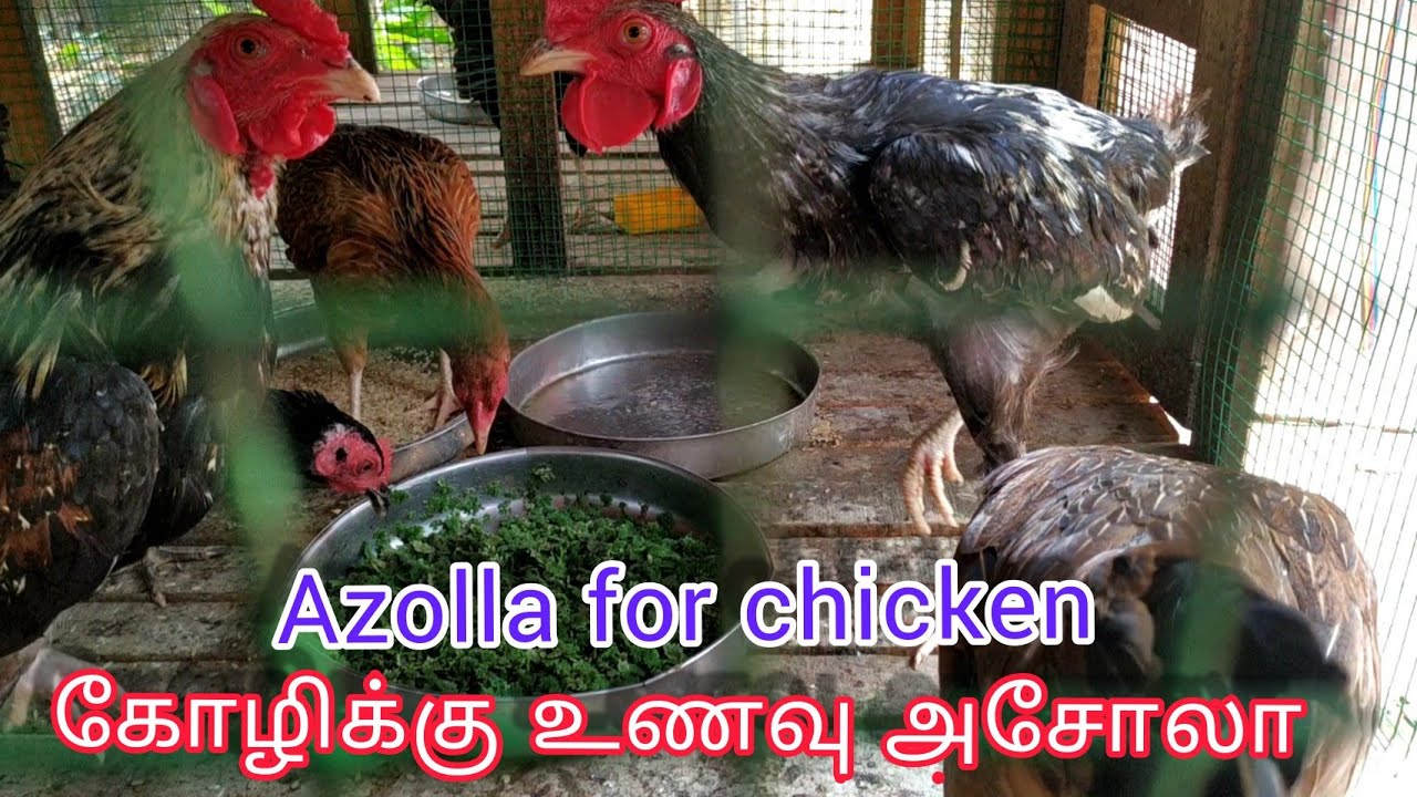 Azolla for chicken|அசோலா கோழி உணவு|asola🍀🍀🍀 - YouTube