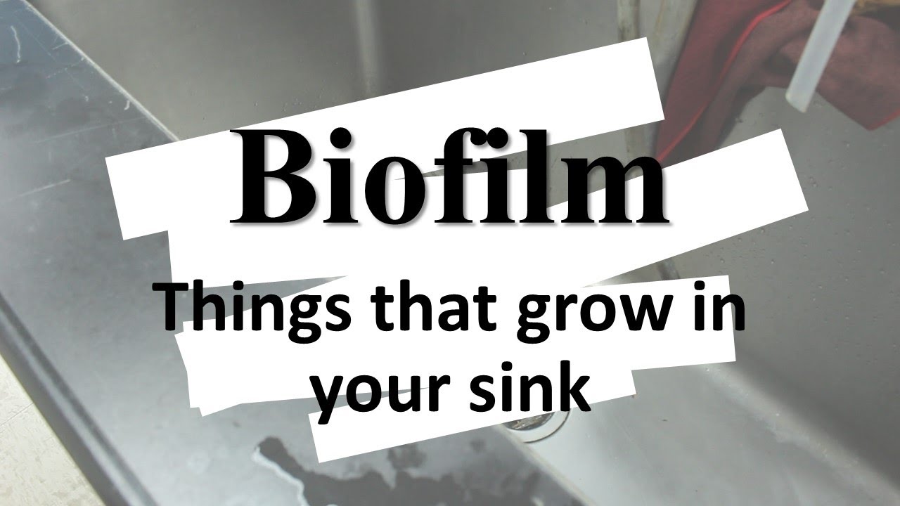 Your Sink Under Microscope--Biofilm - YouTube