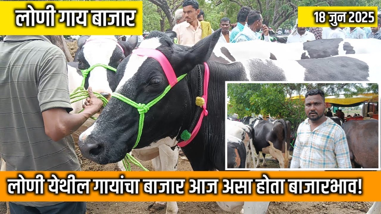 Loni cow market | लोणी बाजारात आज गाईला इतका बाजार ? पहा संपुर्ण ...