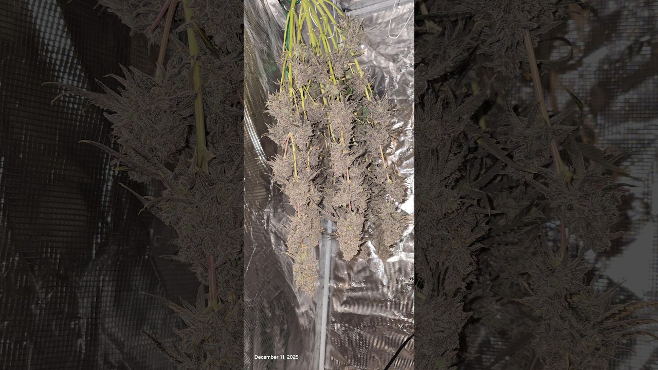Gassy Lassy f1 Autoflower By Black Pine Genetics LLC - YouTube
