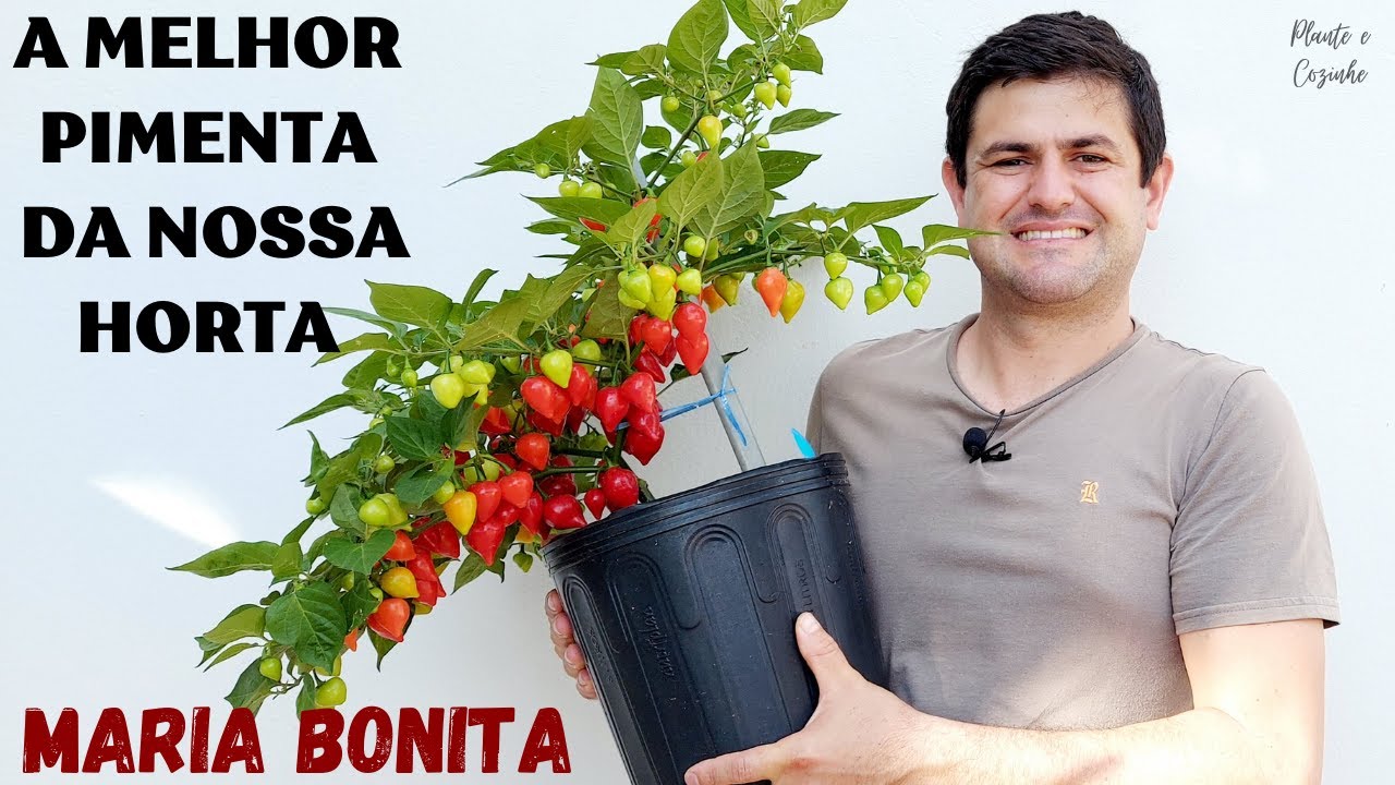A PIMENTA mais BONITA que já colhemos em VASO. Como plantar PIMENTA ...