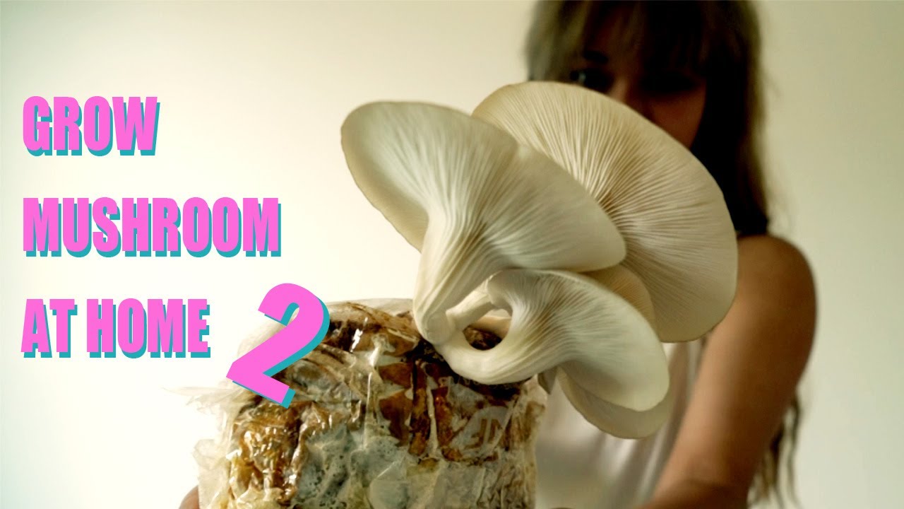Grow mushrooms at home 2---Mycelium Inoculation 如何在家种菌菇 2 - 接种菌丝 - YouTube
