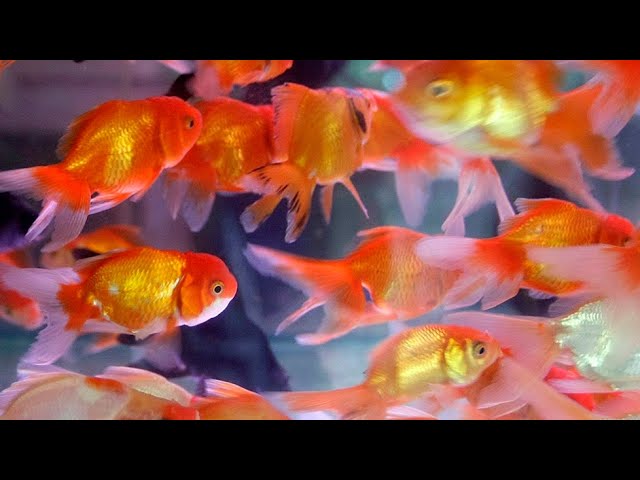 Dead Goldfish Floating In Toilet