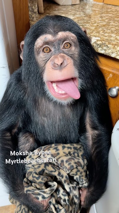 DO APES HAVE A SENSE OF HUMOR? Great apes play, laugh and display ...