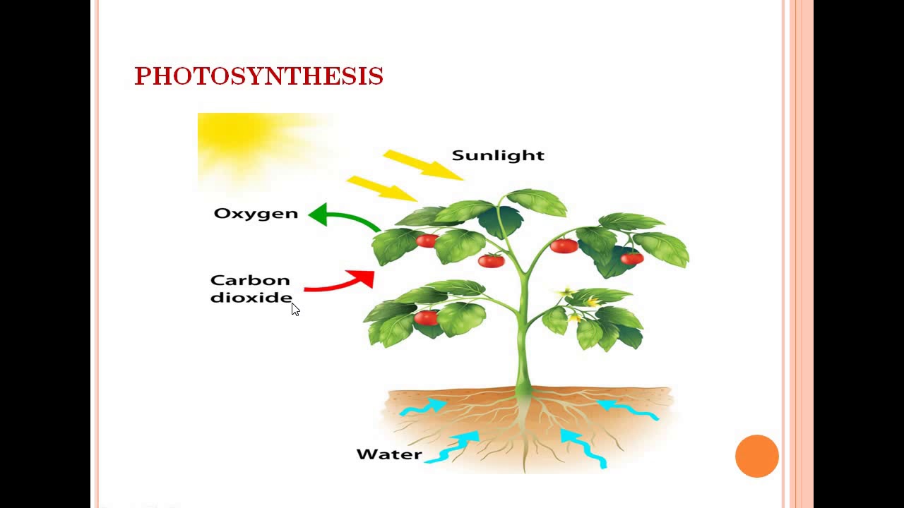 Lesson 3 class 6 science Things around us - YouTube