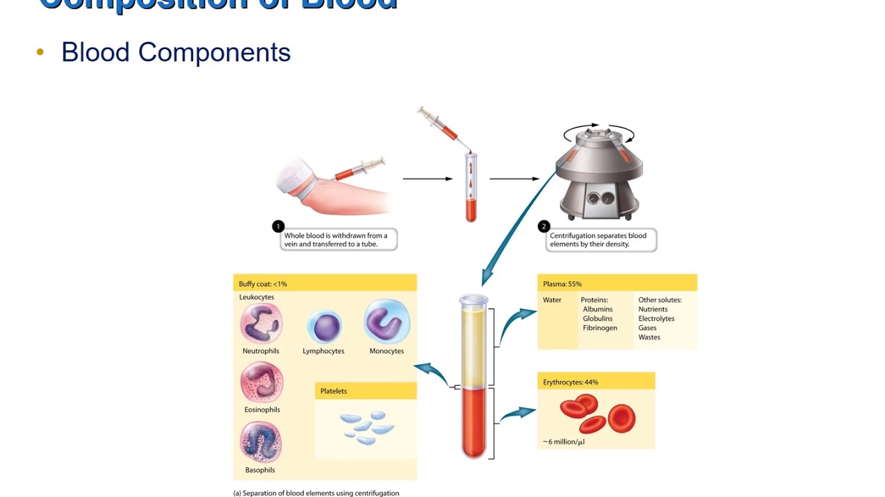 Introduction to Blood - YouTube