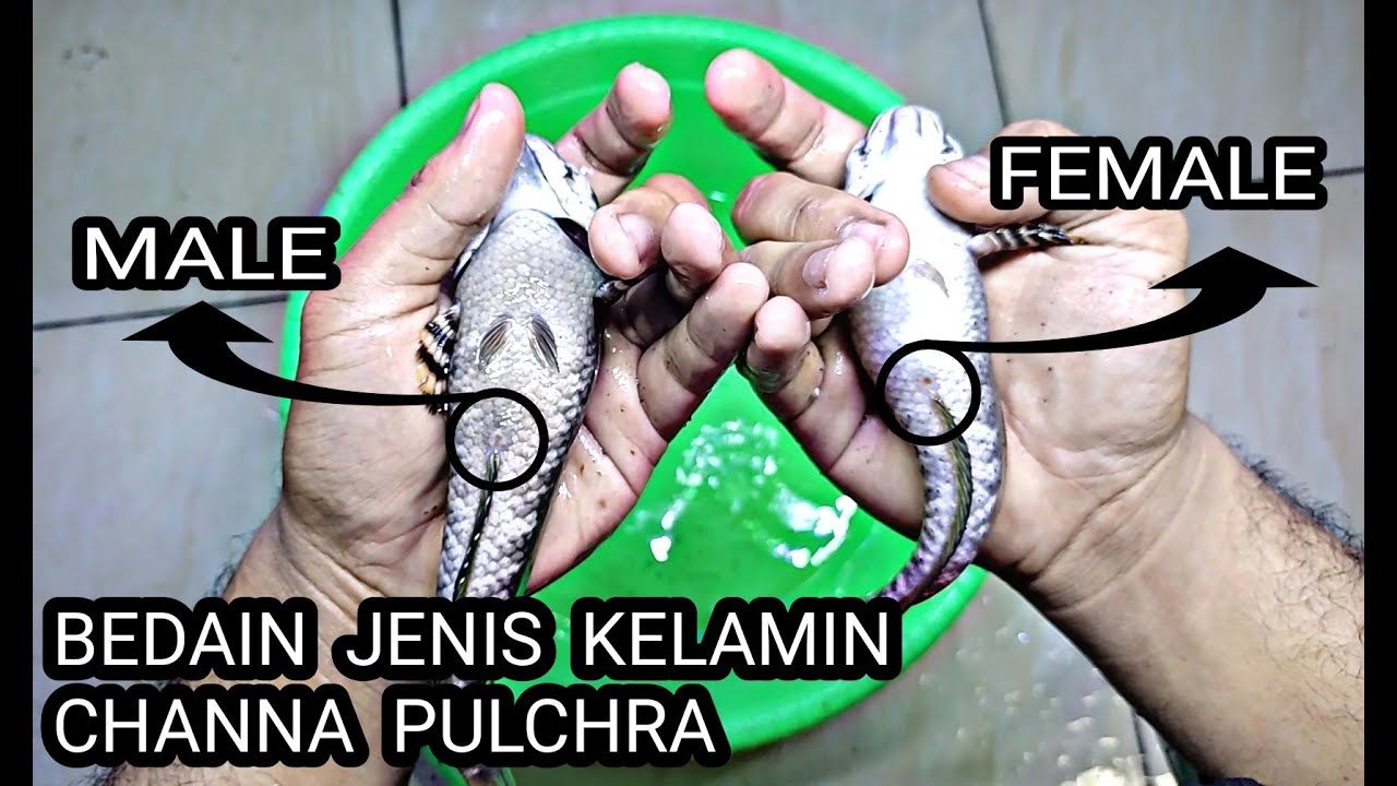 CARA MUDAH MEMBEDAKAN JENIS KELAMIN CHANNA PULCHRA || SEXING CHANNA ...