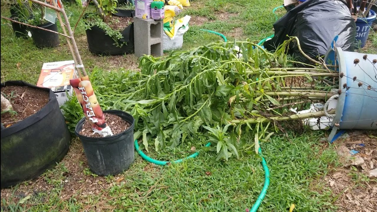 Assessing the garden damage after the storm - YouTube