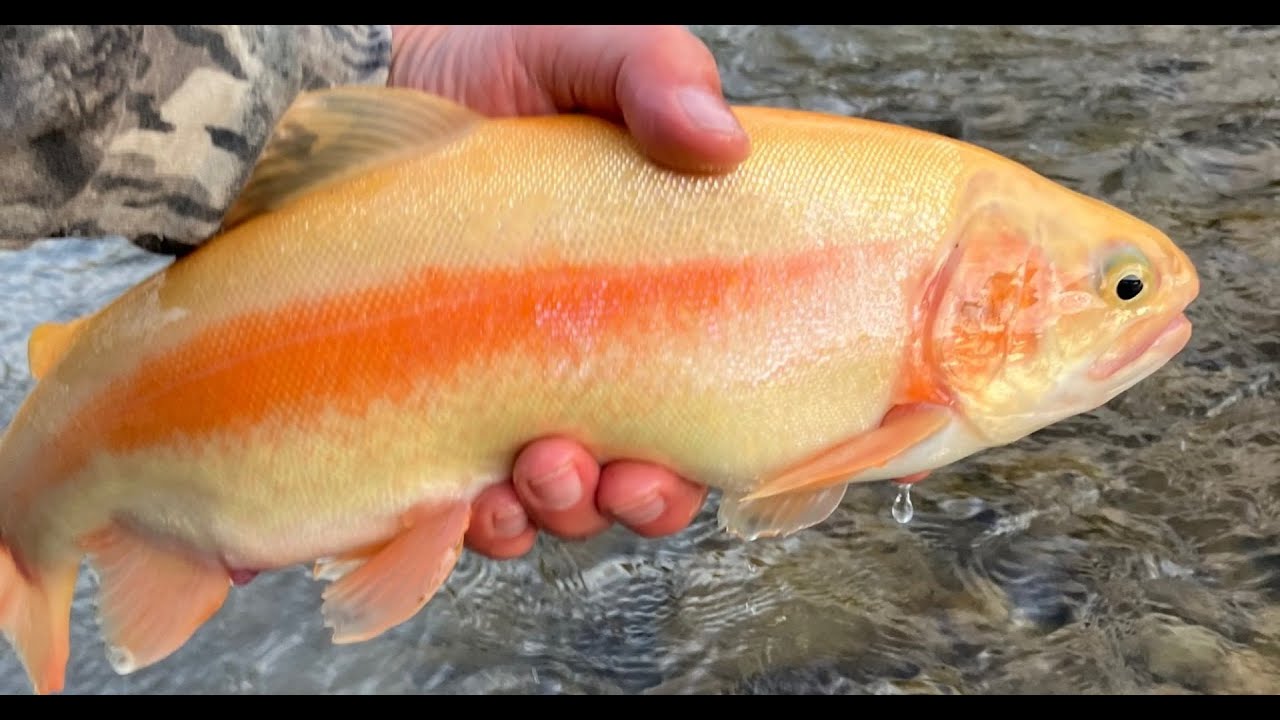 Fishing 2024 CHF - YouTube