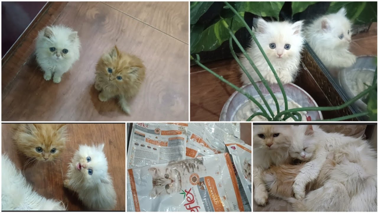 Noor new friends k Sath boht Khush hai - Cats ki cabinet clean ki - kon ...