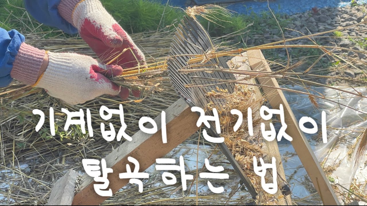 밀 탈곡을 위해 만든 16세기의 도구/ Build medieval thresher for wheat threshing - YouTube