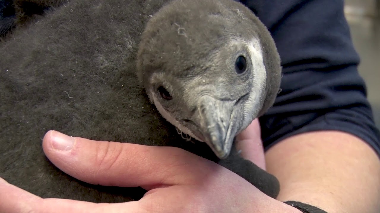 Fluff-date With Our Newest Penguin Colony Member - YouTube