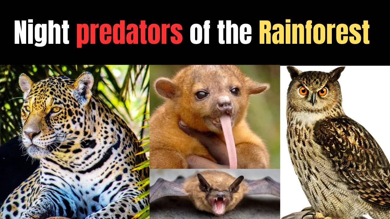Night Stalkers-Deadly Predators of the Rainforest - YouTube