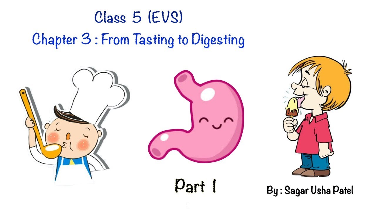 CBSE (NCERT) - Class 5 - EVS - From Tasting to Digesting - Part 1 - YouTube