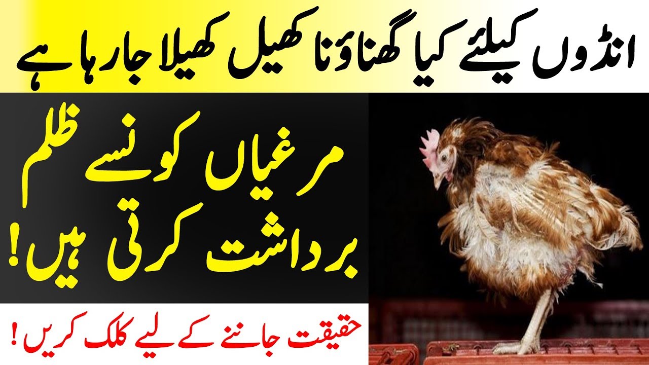 How Eggs Are Produced In Pakistan | Reality Of Poultry Forms In ...