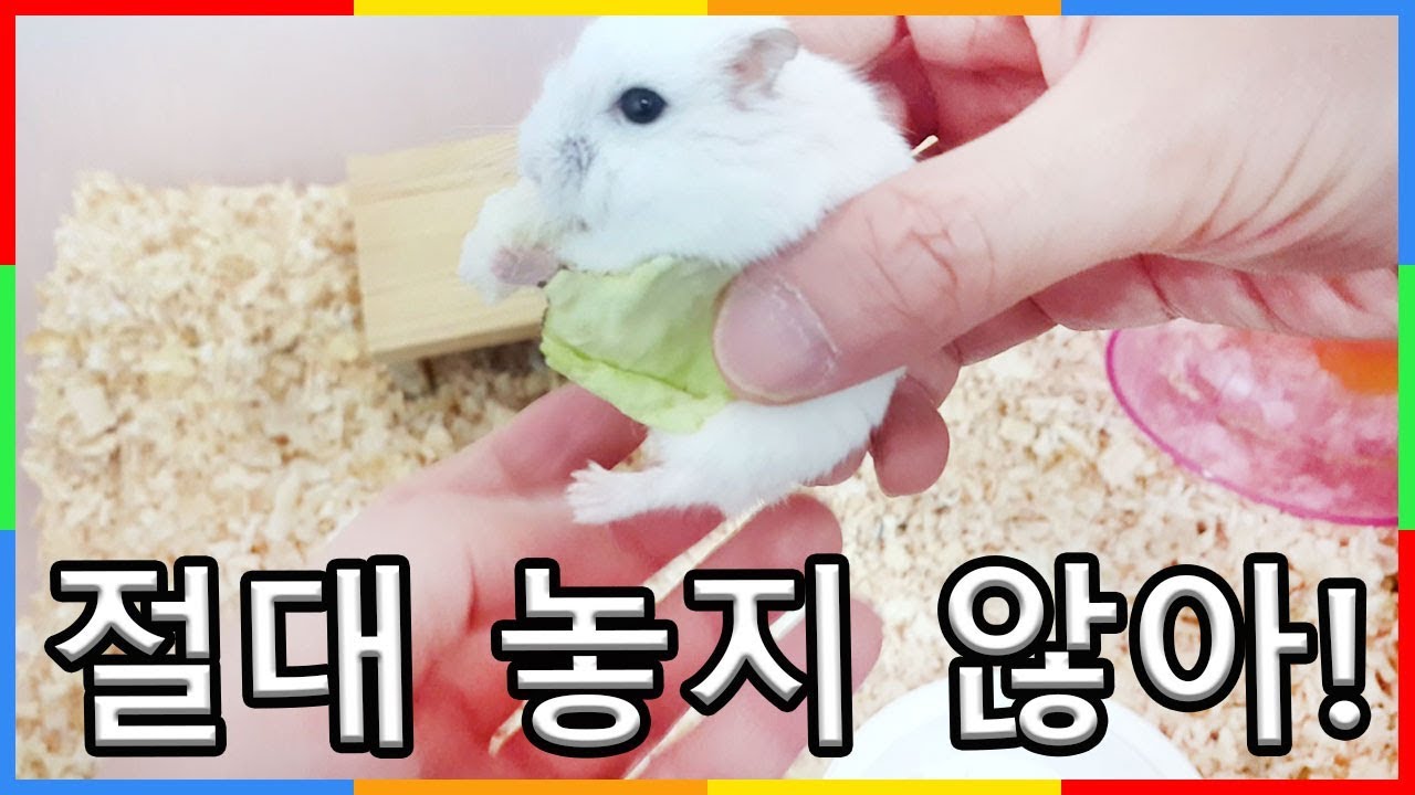 햄스터가 미치도록 좋아하는 먹이ㅋㅋㅋ 햄스터 먹이 추천 간식 뺏기 심심타임 Youtube