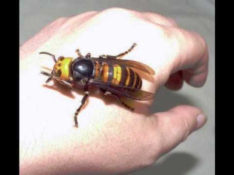 Top 10 venomous bugs/insects - YouTube