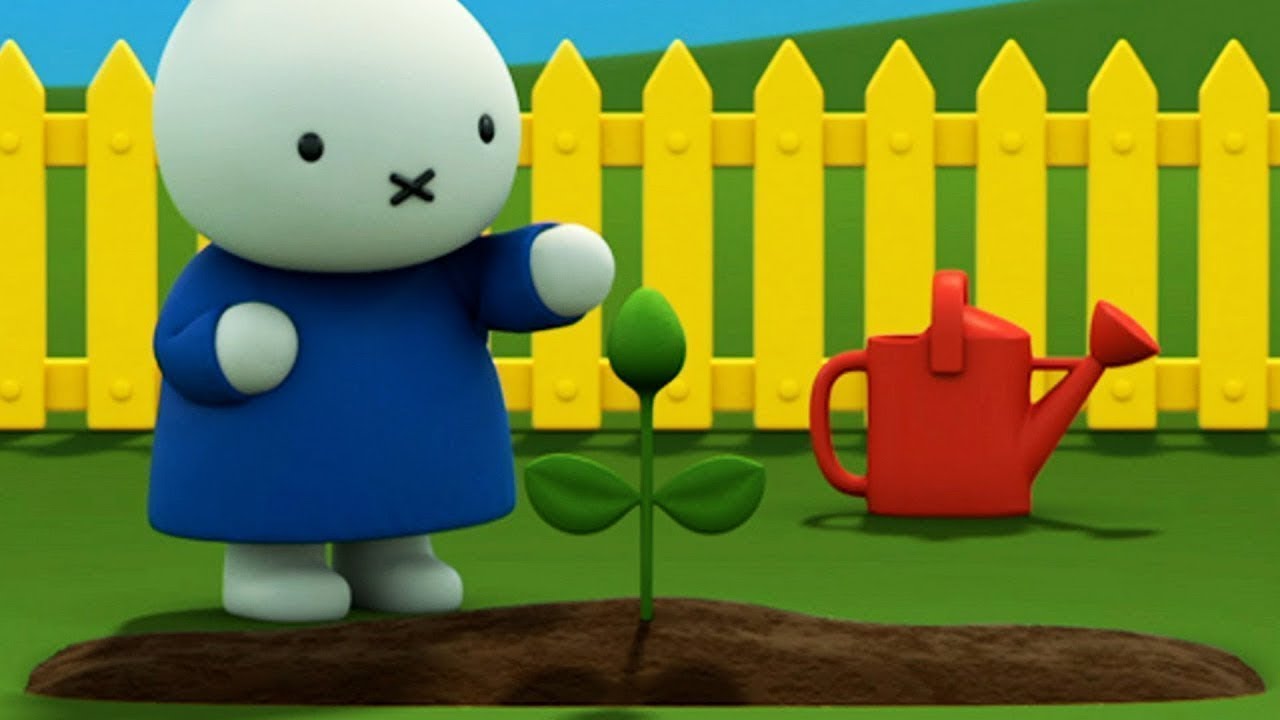Miffy Grow A Sunflower! | Miffy | Sweet Little Bunny | Kids Shows Free ...