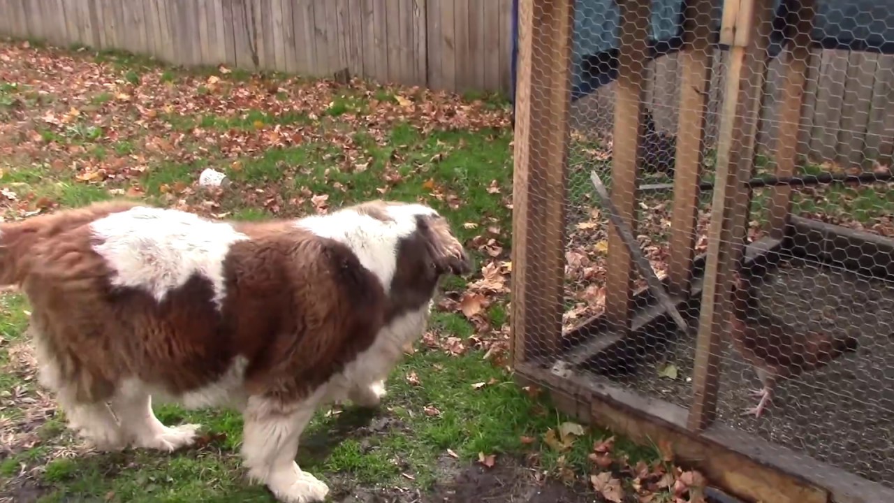 St Bernard Playing With The Backyard Chickens - YouTube