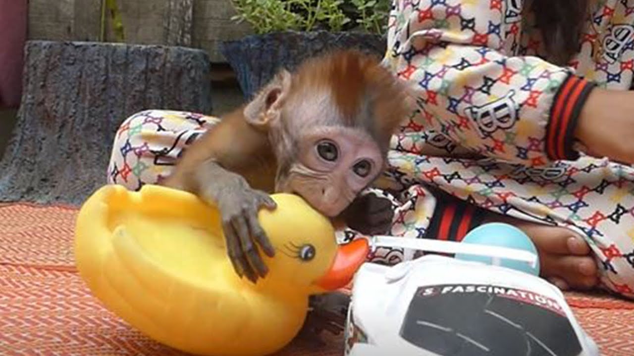 baby monkey Coco helps Lyly play with Toy, Two brothers love each other ...