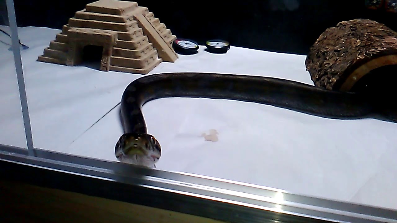 Motley reticulated Python - YouTube