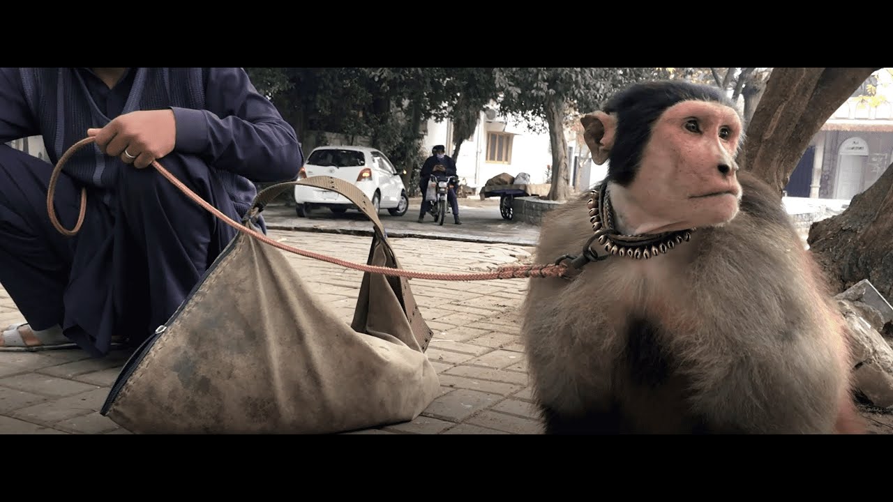 Monkey Trainer l مداری l A Story of Livelihoods Attached with Dancing ...