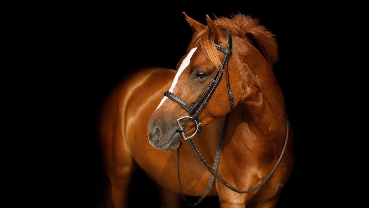 FOR SALE - Orchard Hills Ginger Snap - YouTube
