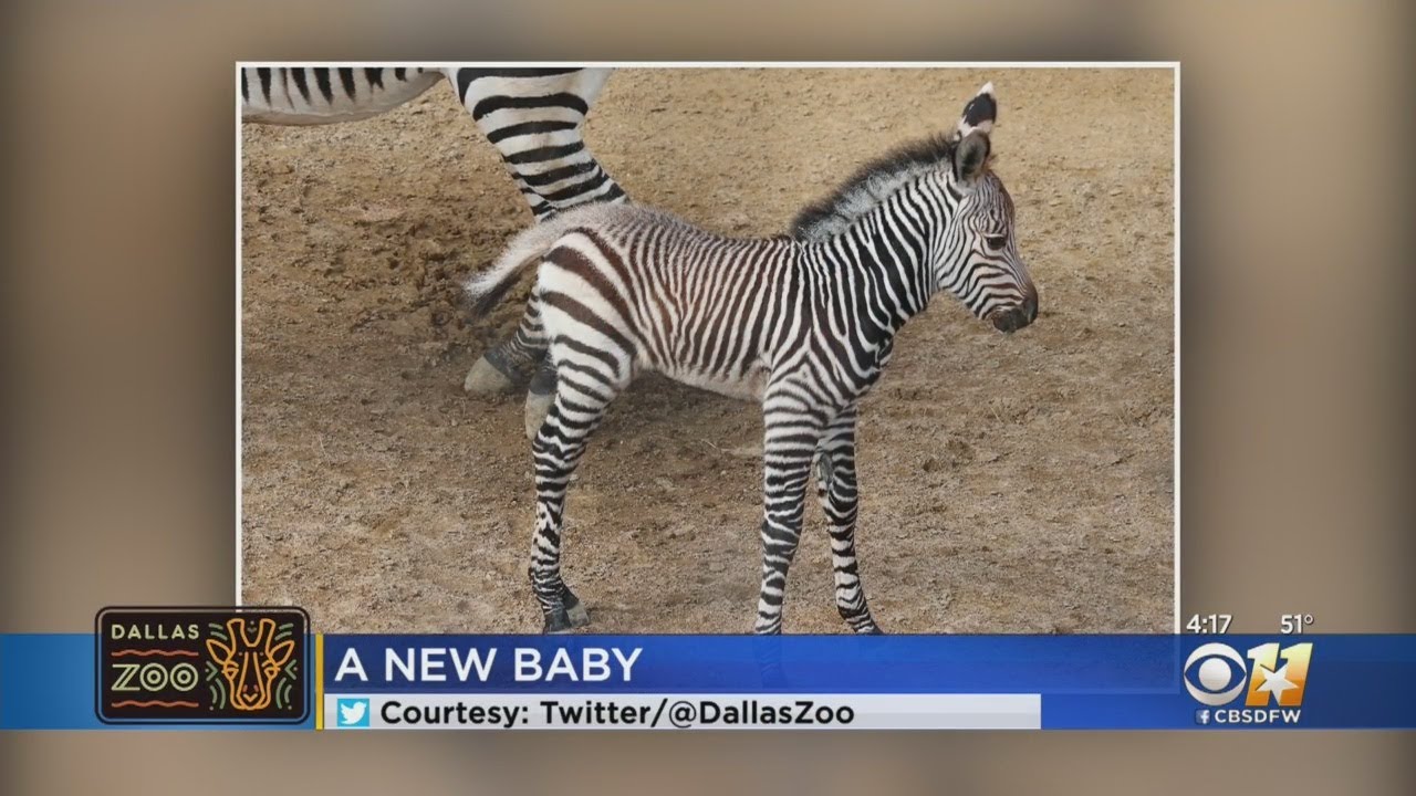 Dallas Zoo Celebrates Arrival Of Baby Zebra - YouTube