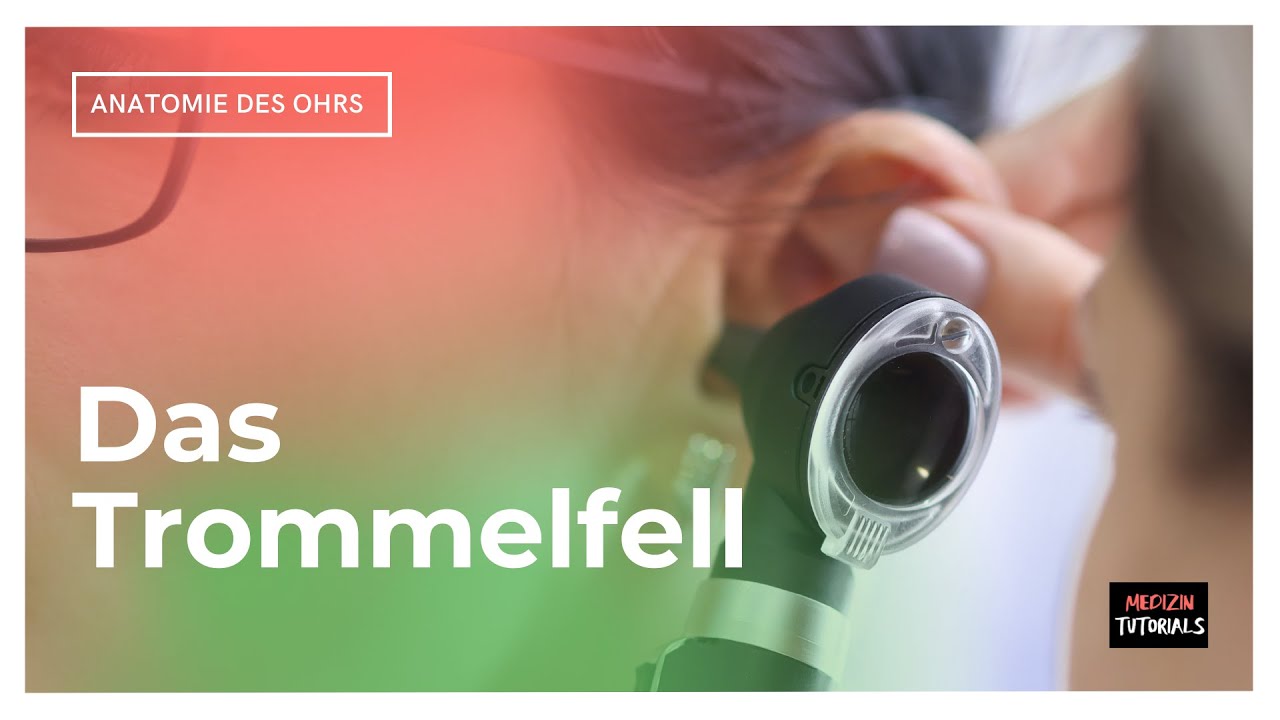 Anatomie Mittelohr – Trommelfell und die laterale Wand des Mittelohrs ...