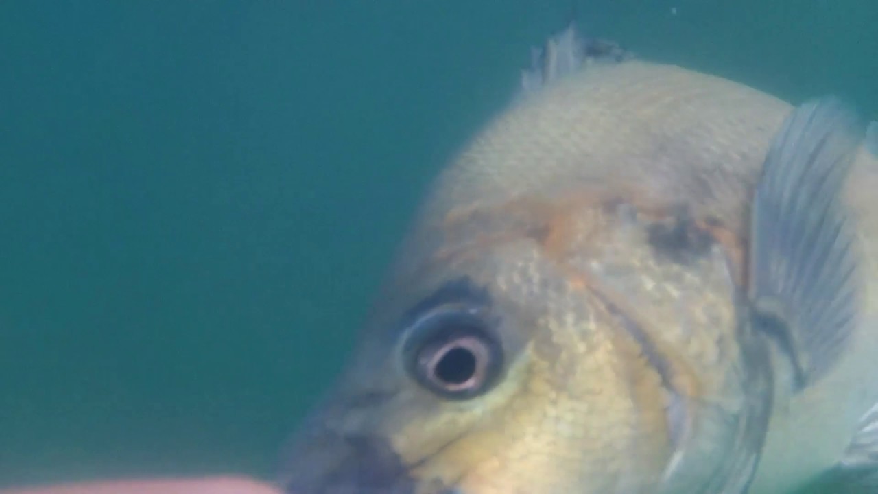 sooty fishing koombaloomba - YouTube