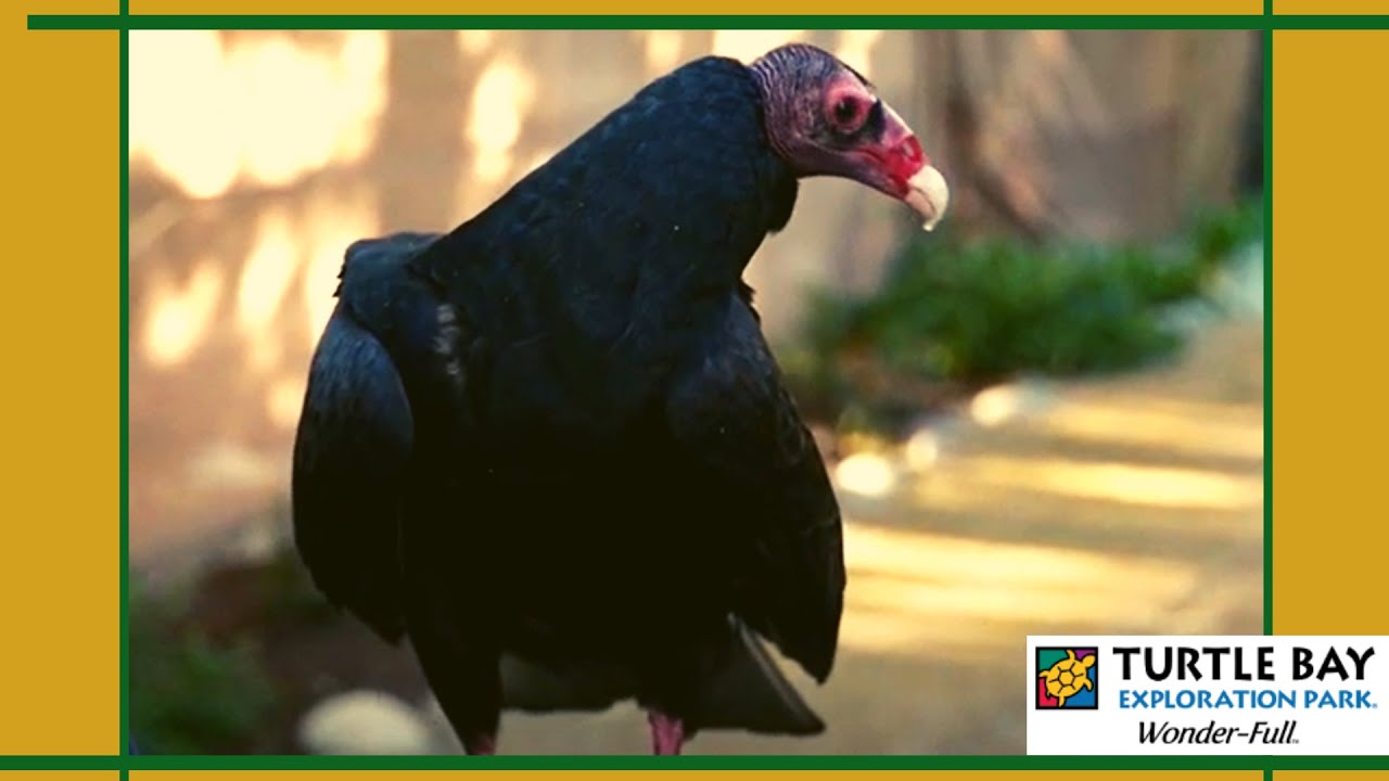 Meet 'Buzz' the Turkey Vulture | Turtle Bay Tuesday with Mike Krueger - YouTube