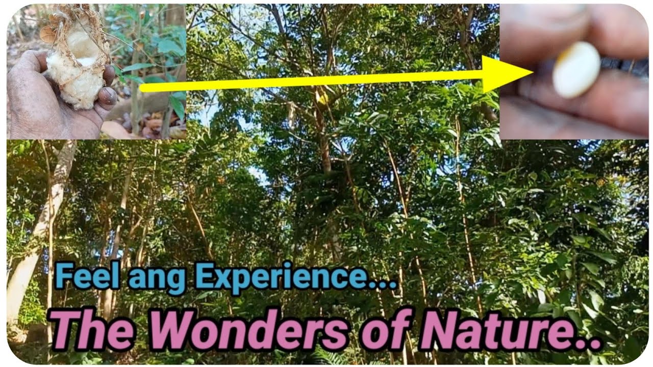 『Experience the Wonders of NATURE.. - YouTube