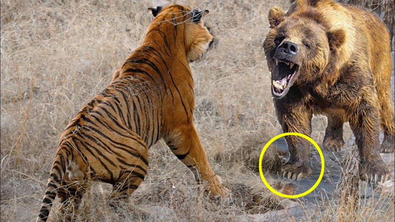 Amazing Animals Who Fought in War. - YouTube