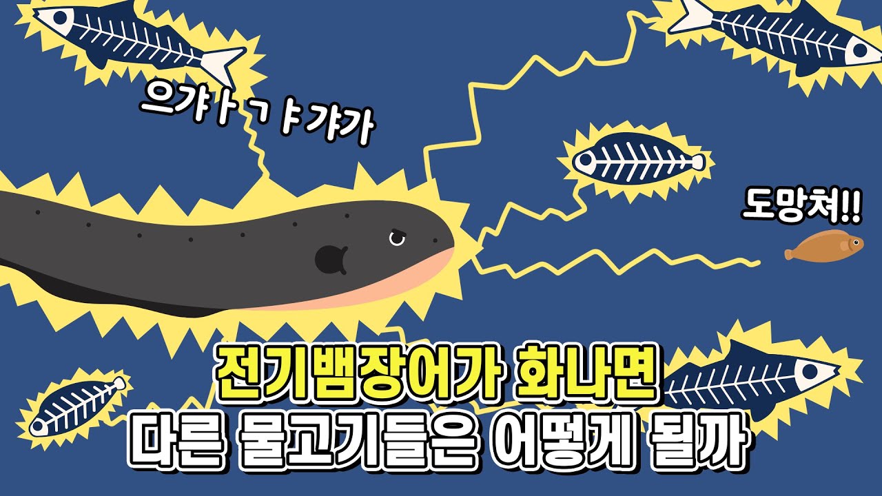 전기뱀장어가 물속에서 화나면 다른 물고기들은 어떻게 될까 Youtube