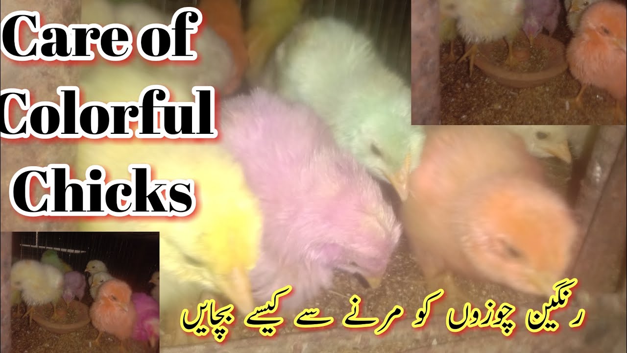 Care oF colourful Chicks 🐤May 9, 2023 - YouTube