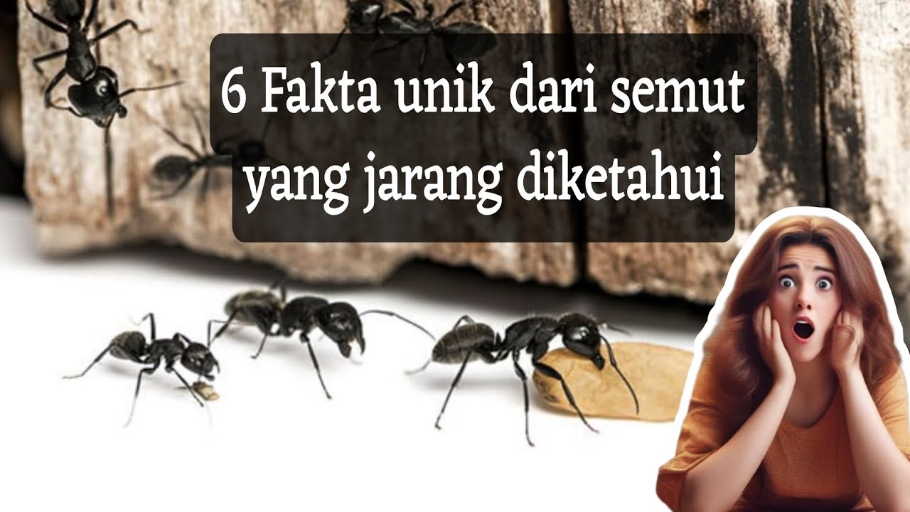 Fakta unik dari Semut yang jarang orang tahu tapi penting untuk di ...