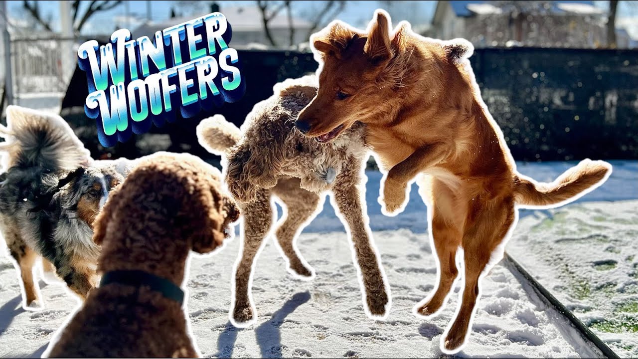 Barking Snow Pals: Daycare Dogs Having Winter Fun - YouTube